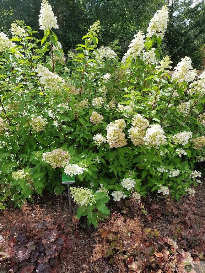 Hortensja bukietowa Big Ben (Hydrangea paniculata) - Rośliny Świata