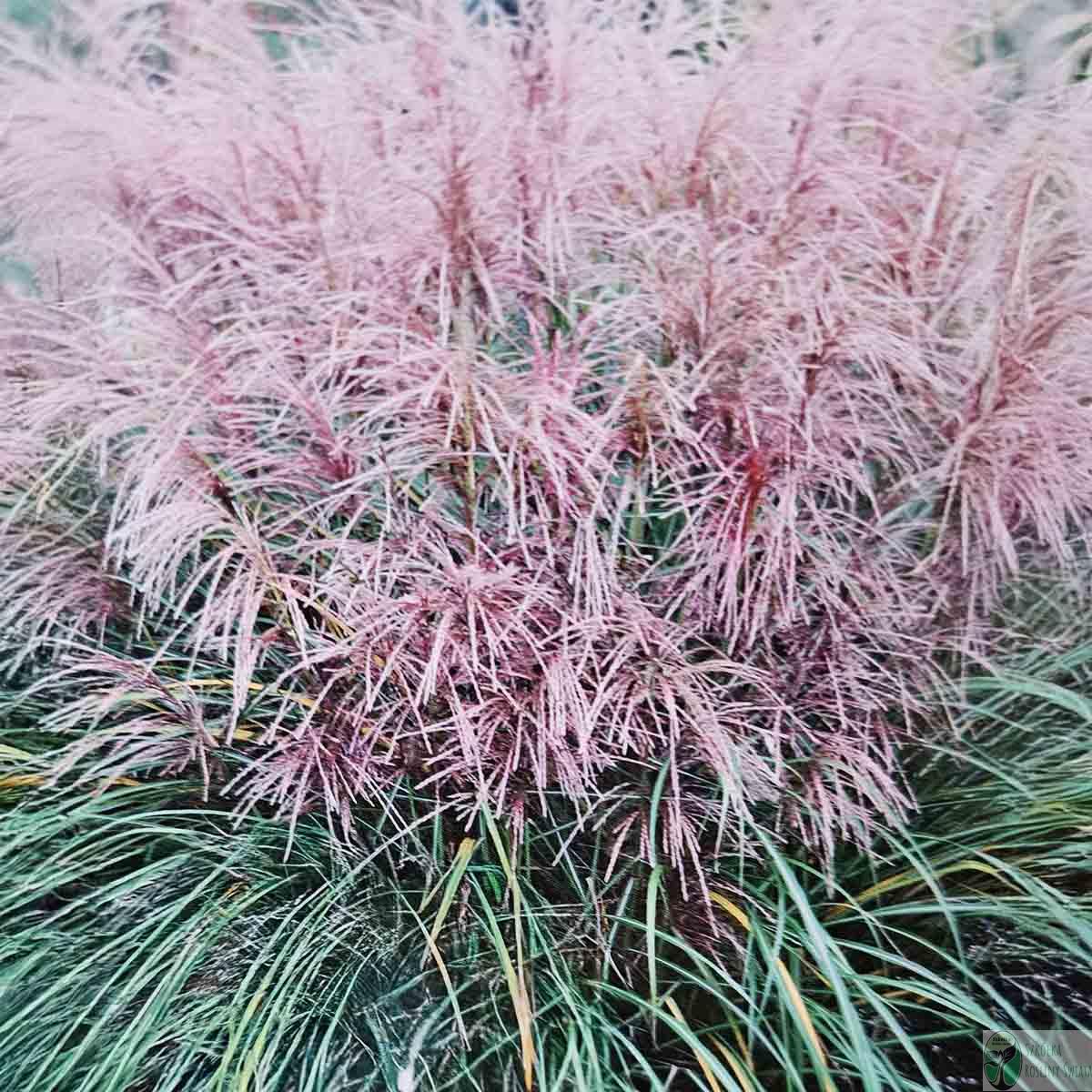 Miskant chiński 'Polonus' (Miscanthus sinensis) - Rośliny Świata