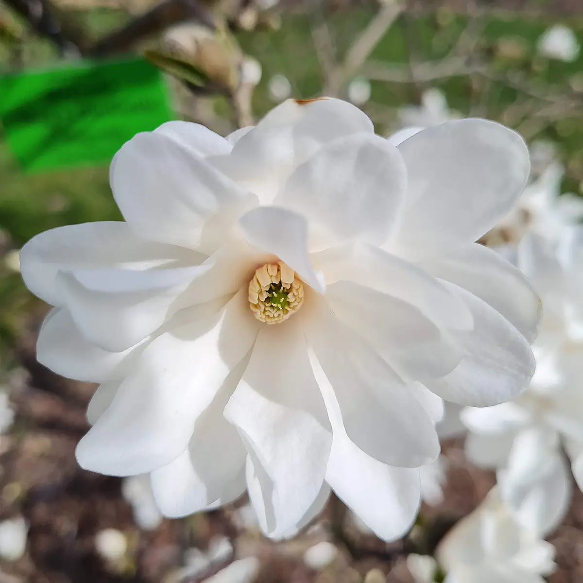 Magnolia 'Mag's Pirouette' - Rośliny Świata